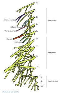ARYDOL - Anatomía del plexo lumbar